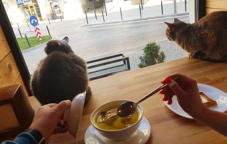 Apesar da guerra, o Lviv Cat Cafe continua o seu trabalho e ajuda o ...