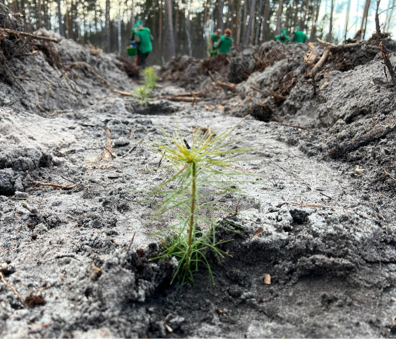 Almost 180 million trees were planted in Ukraine as part of the ...