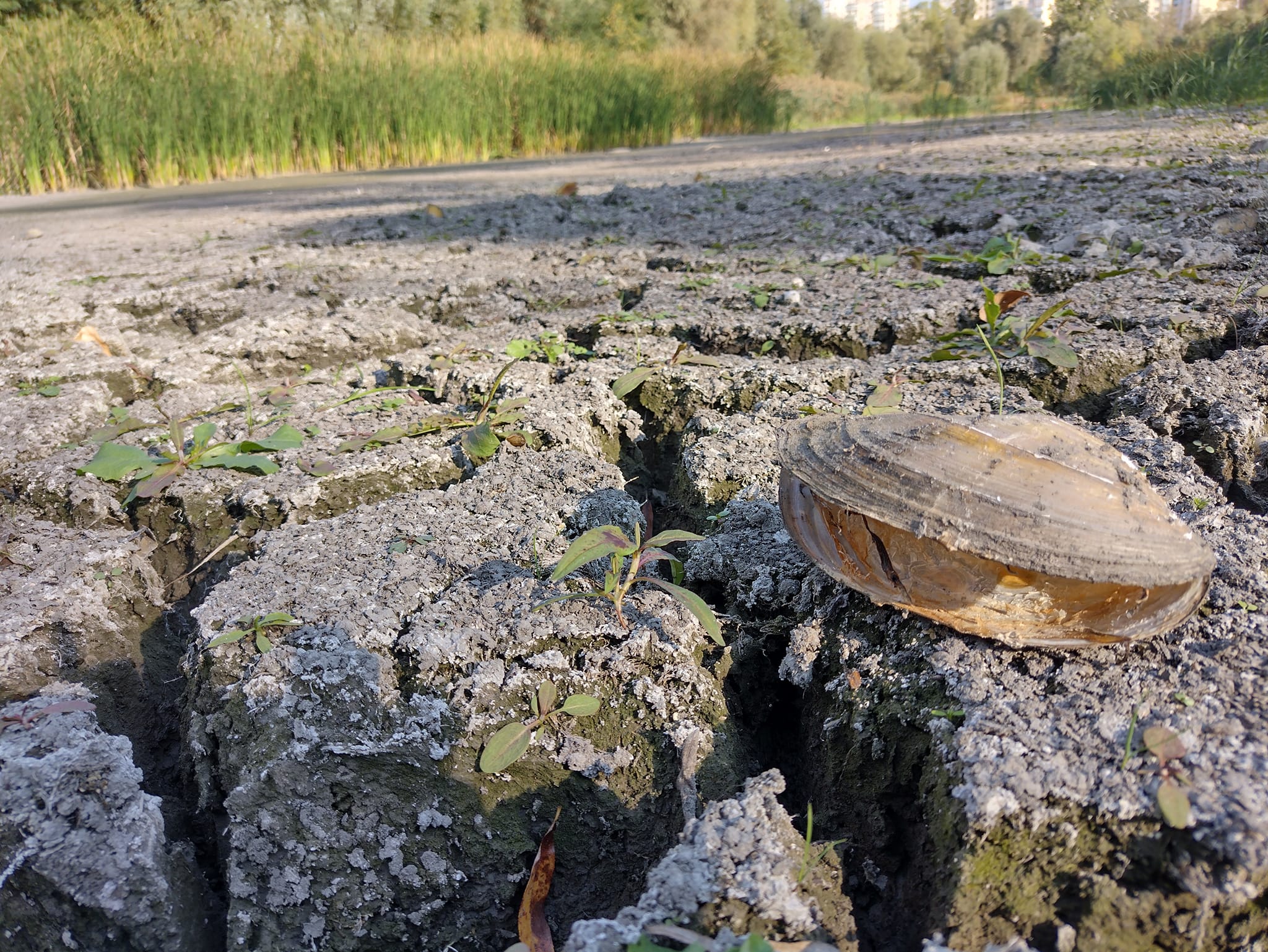 Lake Sinye has completely dried up in Vynogradar - PRAGMATIKA.MEDIA ...