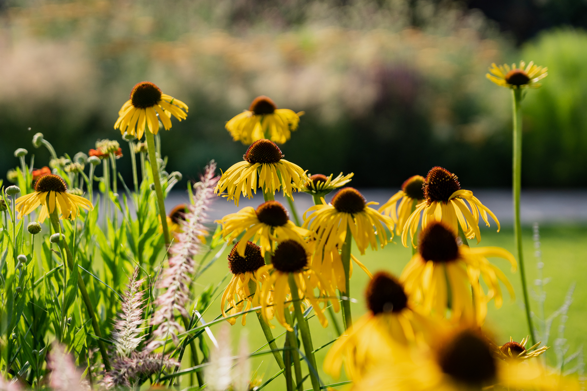 A garden of Ukrainian herbs with a Mediterranean mood - Project ...