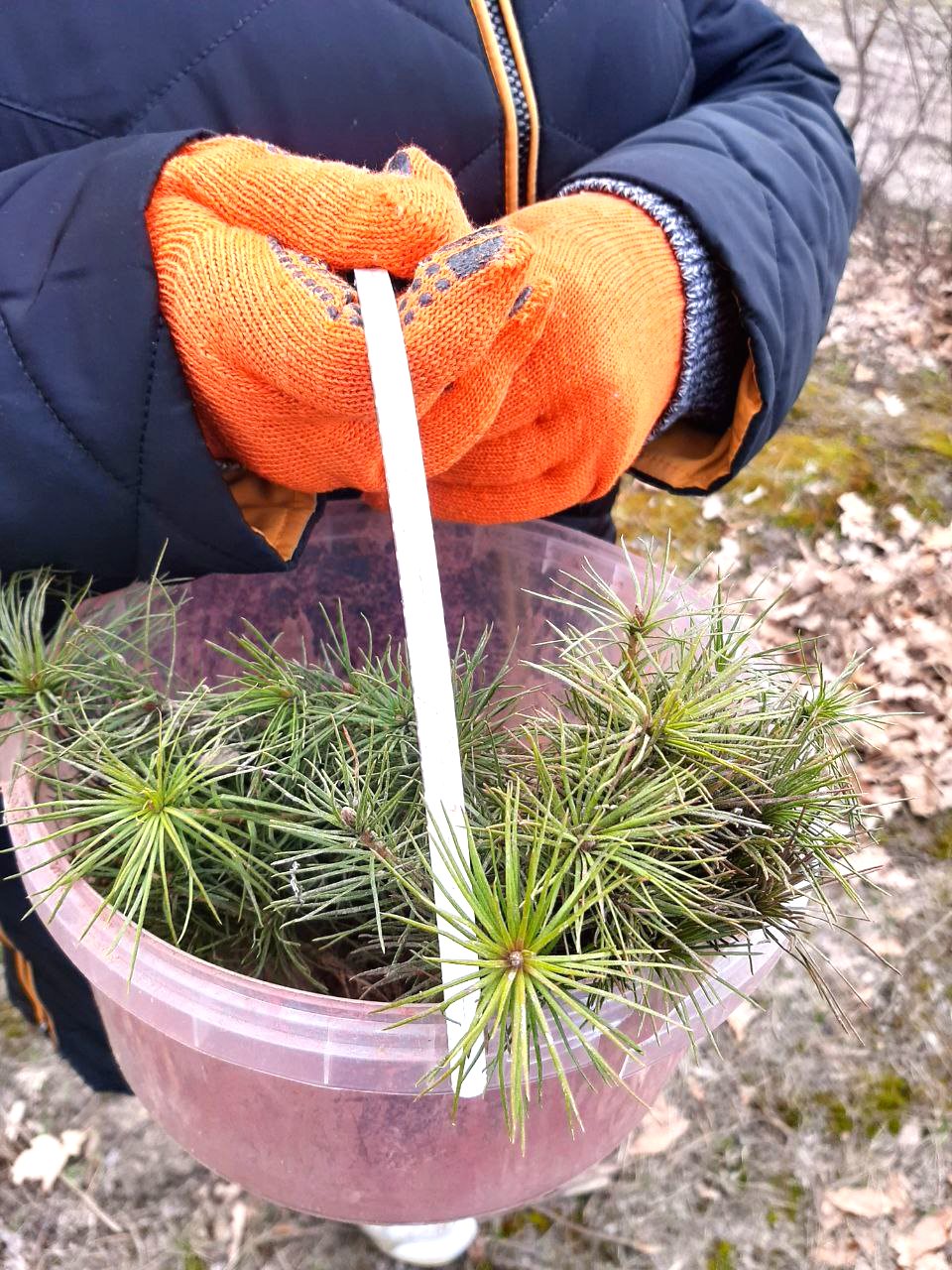 3800 pine and oak saplings were planted in one of the Kyiv forest parks ...