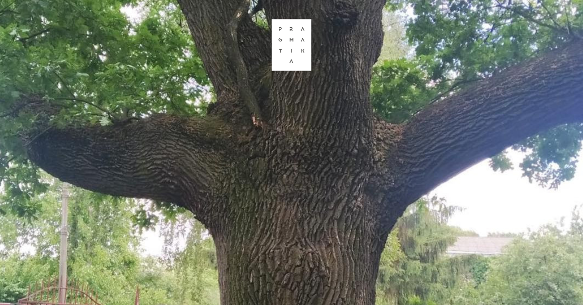 A 300-year-old oak tree in the Kyiv region was recognized as a natural ...