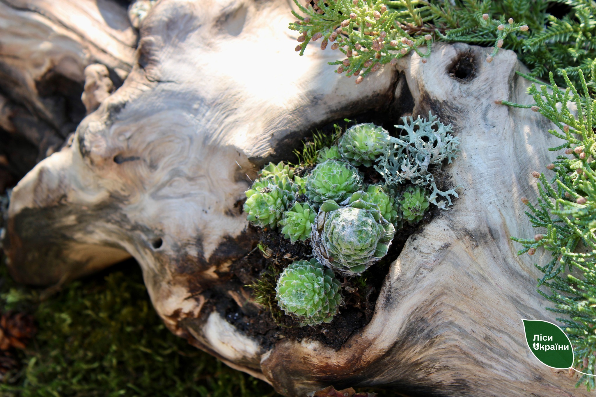 FLORA CASE designer compositions were presented in Konotop Forestry ...