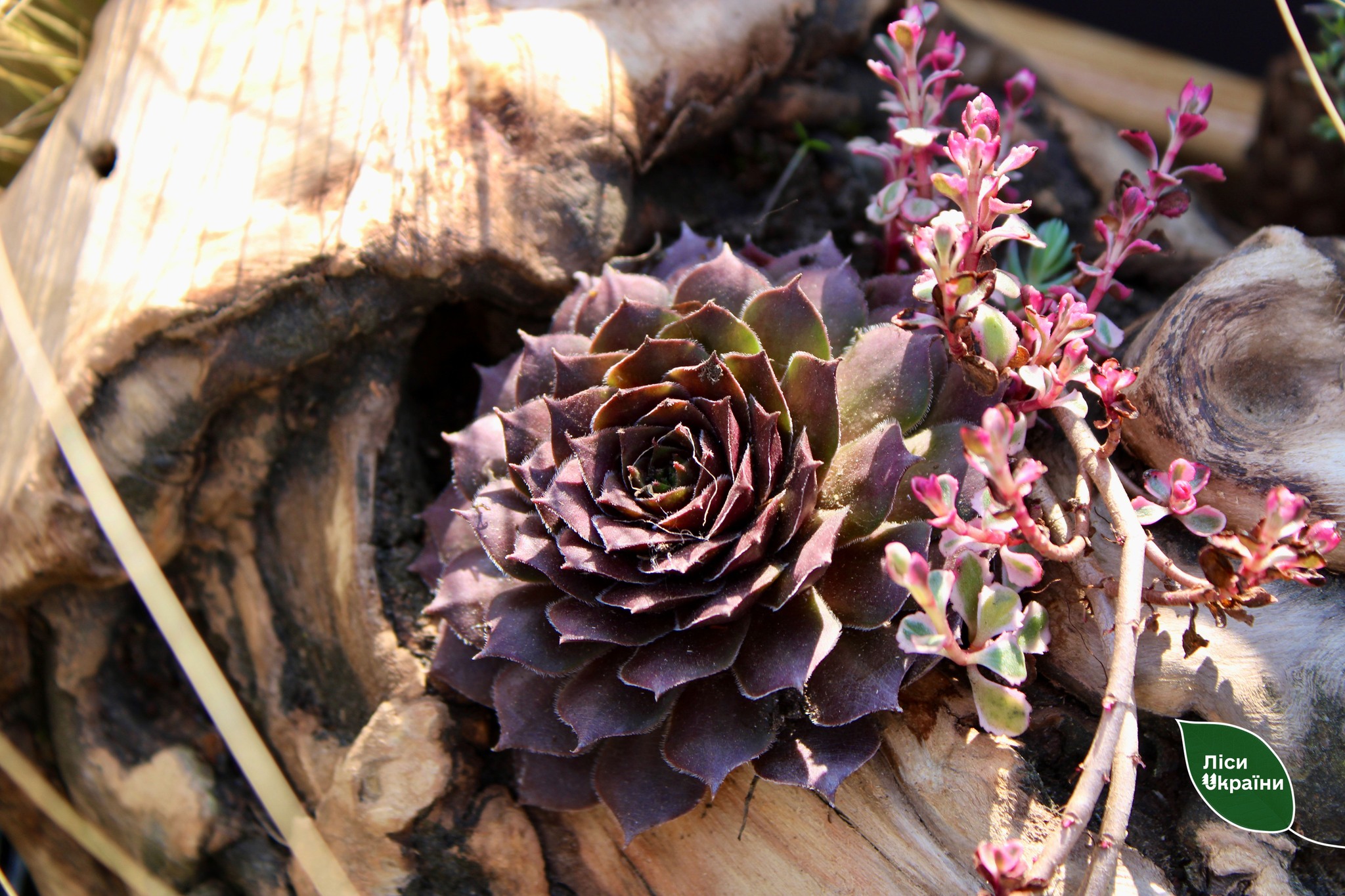 FLORA CASE designer compositions were presented in Konotop Forestry ...