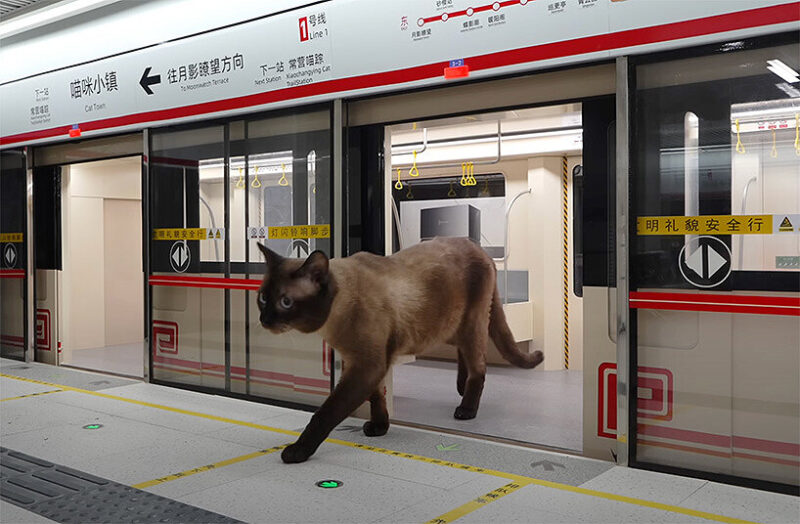 Chinese YouTuber created a mini subway for his cats - PRAGMATIKA.MEDIA ...