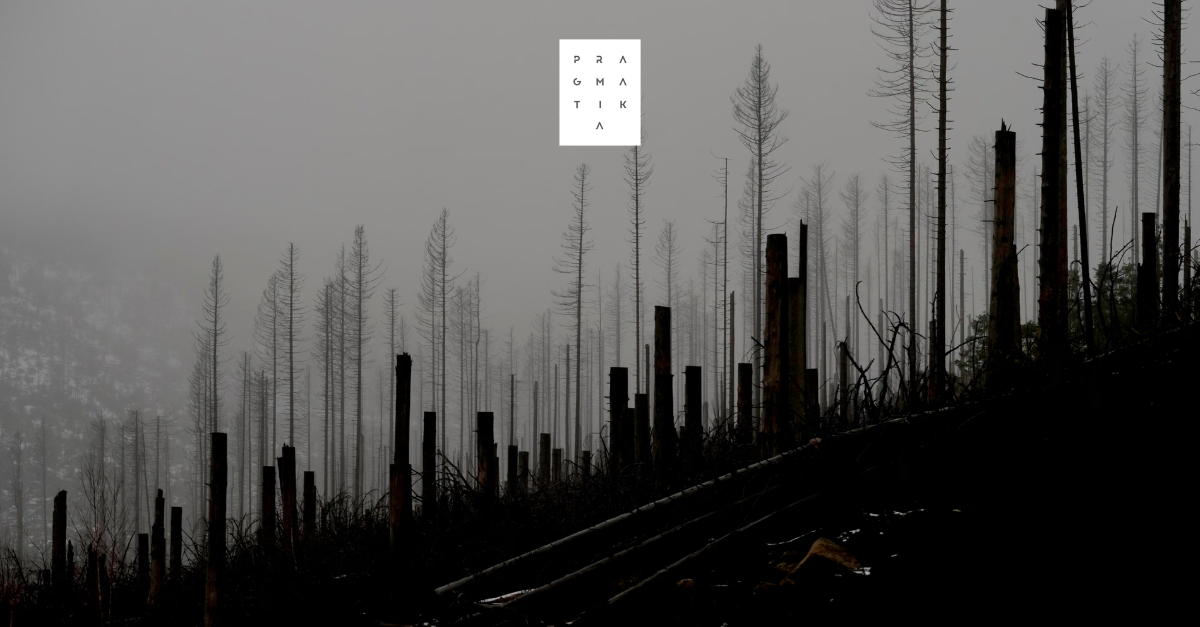 Los bosques alemanes están perdiendo su capacidad de absorber CO₂ ...