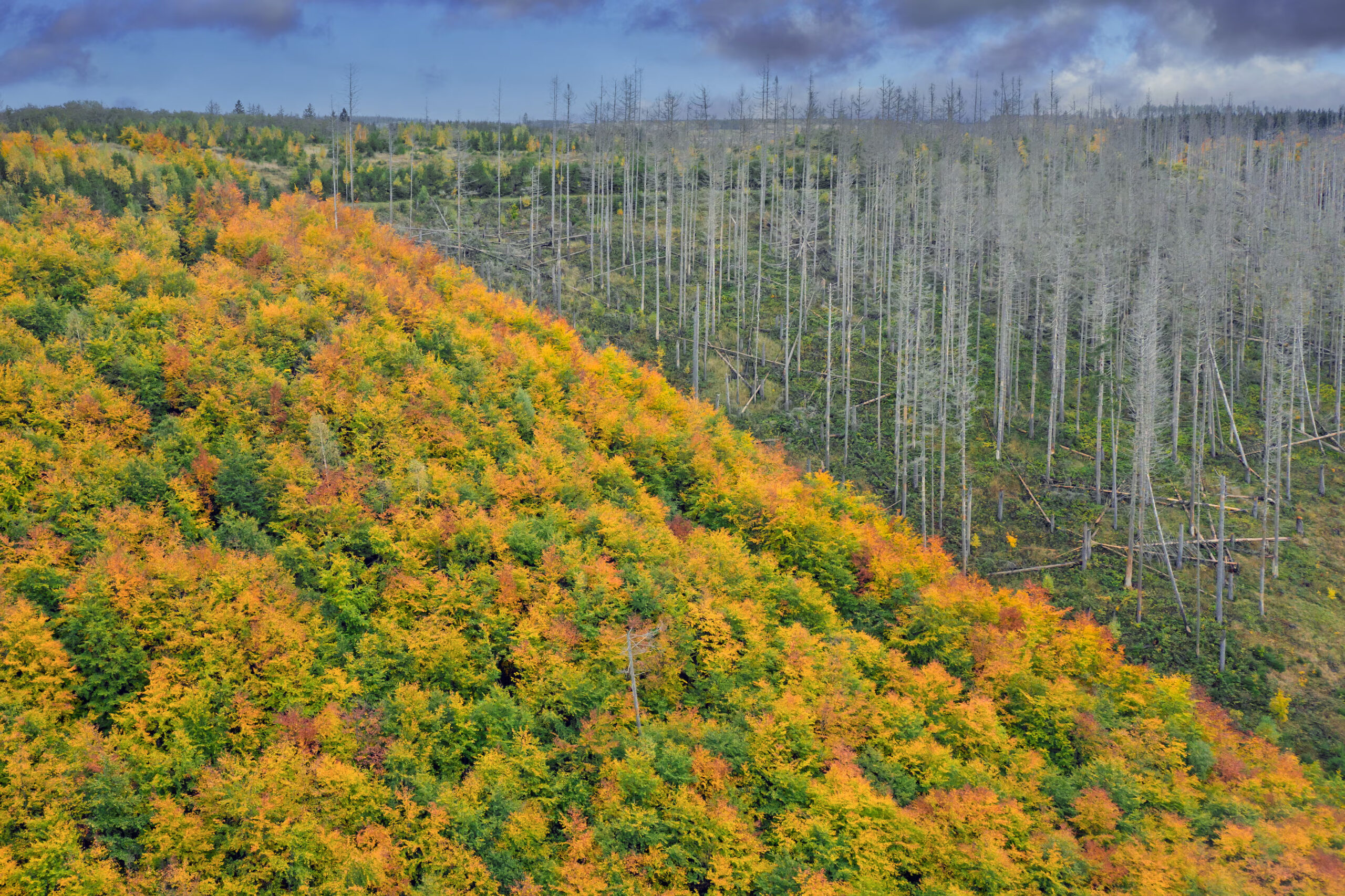 Los bosques alemanes están perdiendo su capacidad de absorber CO₂ ...